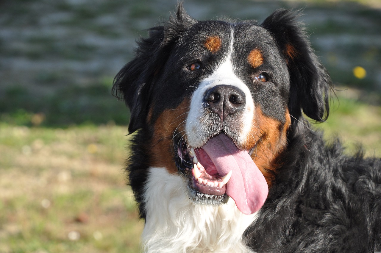 Denver, CO 80222 Veterinary Services | Wellshire Animal Hospital